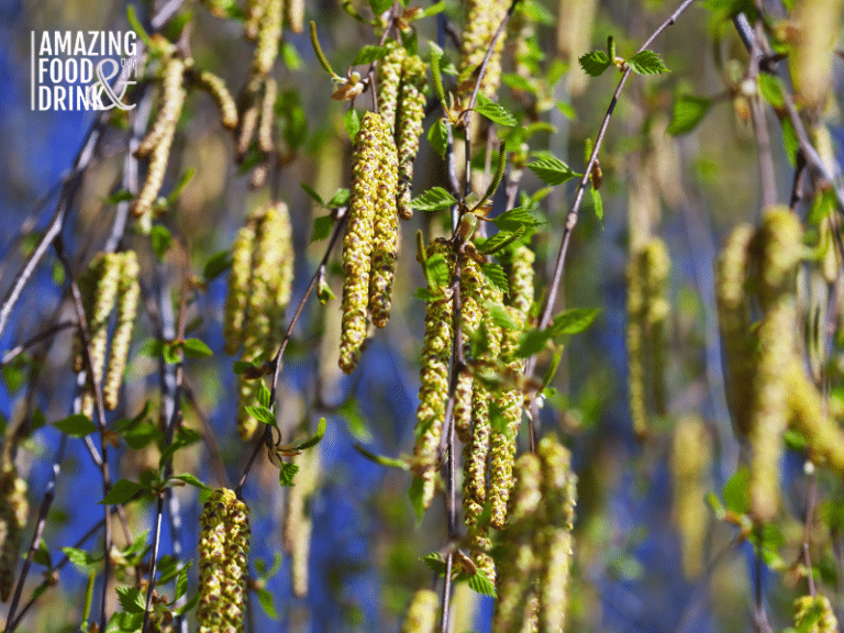 Birch Pollen Allergy Foods to Avoid: A Comprehensive Guide