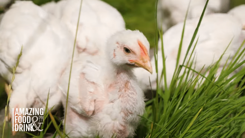 Seaview Farms' Ethical Farming Revolution