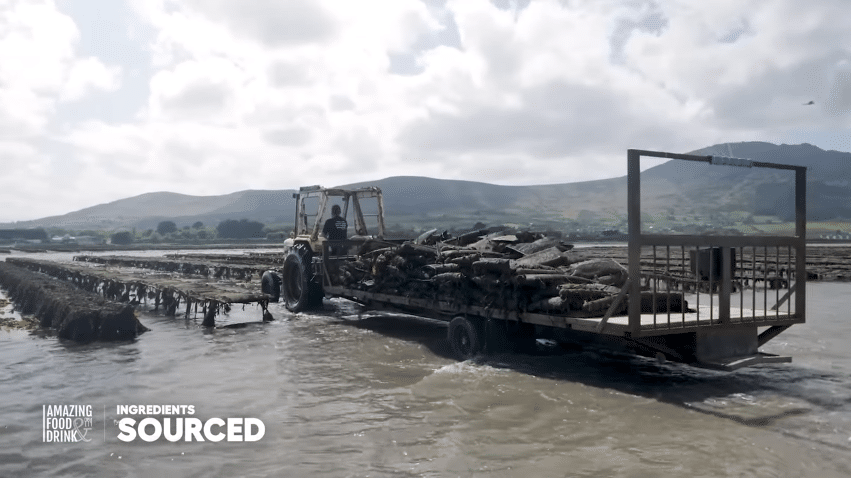 Discover the Art of Oyster Farming in Carlingford