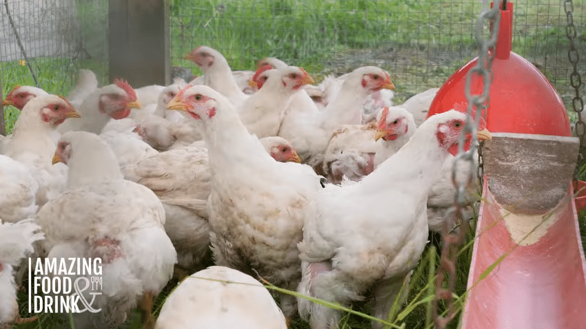 Seaview Farms' Ethical Farming Revolution