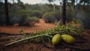 Exotic Australian Bush Foods 101: Rich Flavours & History!