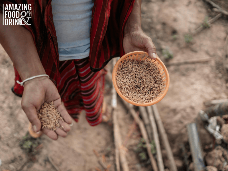 The Impact of Colonialism on Global Food Practices