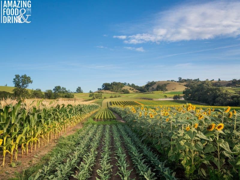Organic vs Conventional Farming: Which is Better?