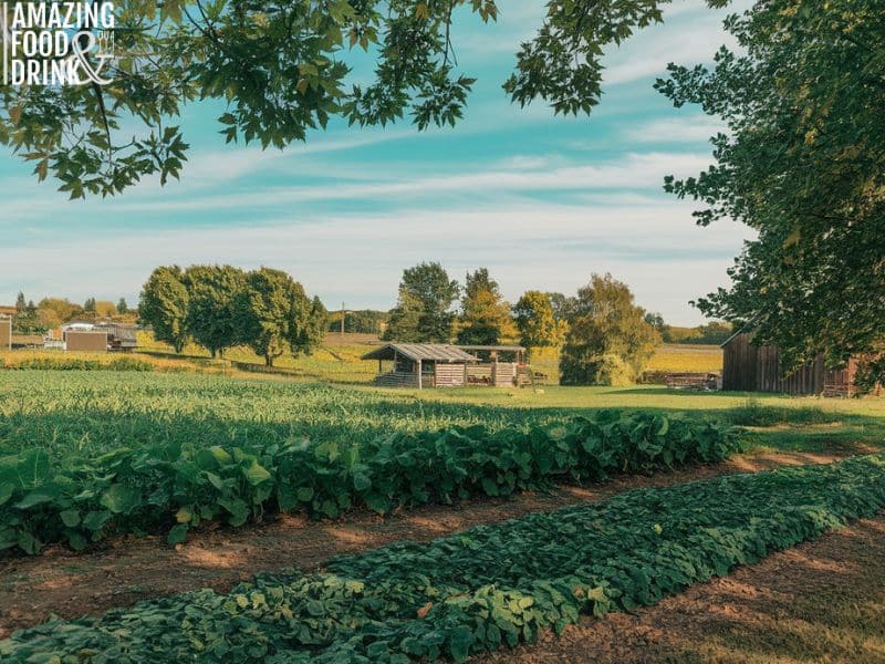 Organic vs Conventional Farming: Which is Better?